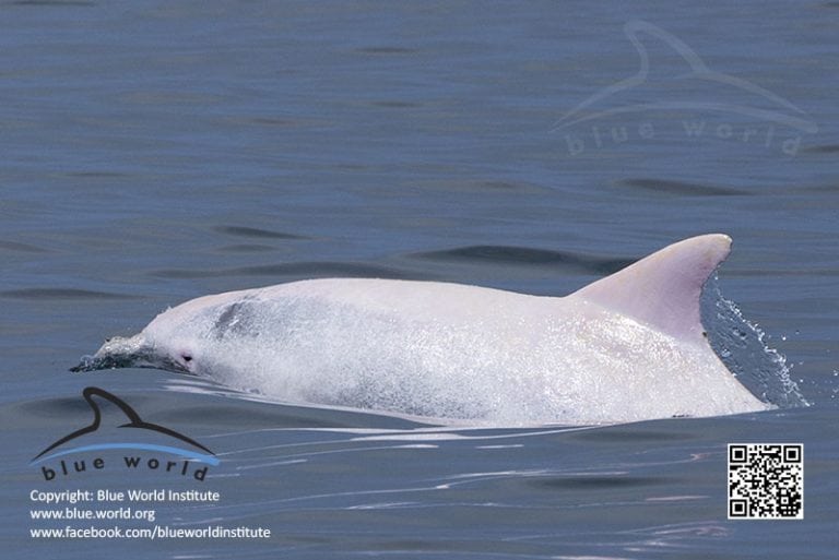 Albino-Delfin im Mittelmeer beobachtet - Whale and Dolphin Conservation ...