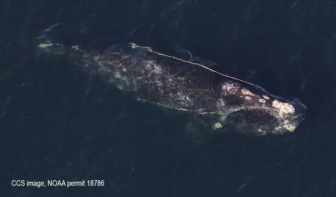Breaking News Critically Endangered Right Whale Who Gave Birth Despite ...
