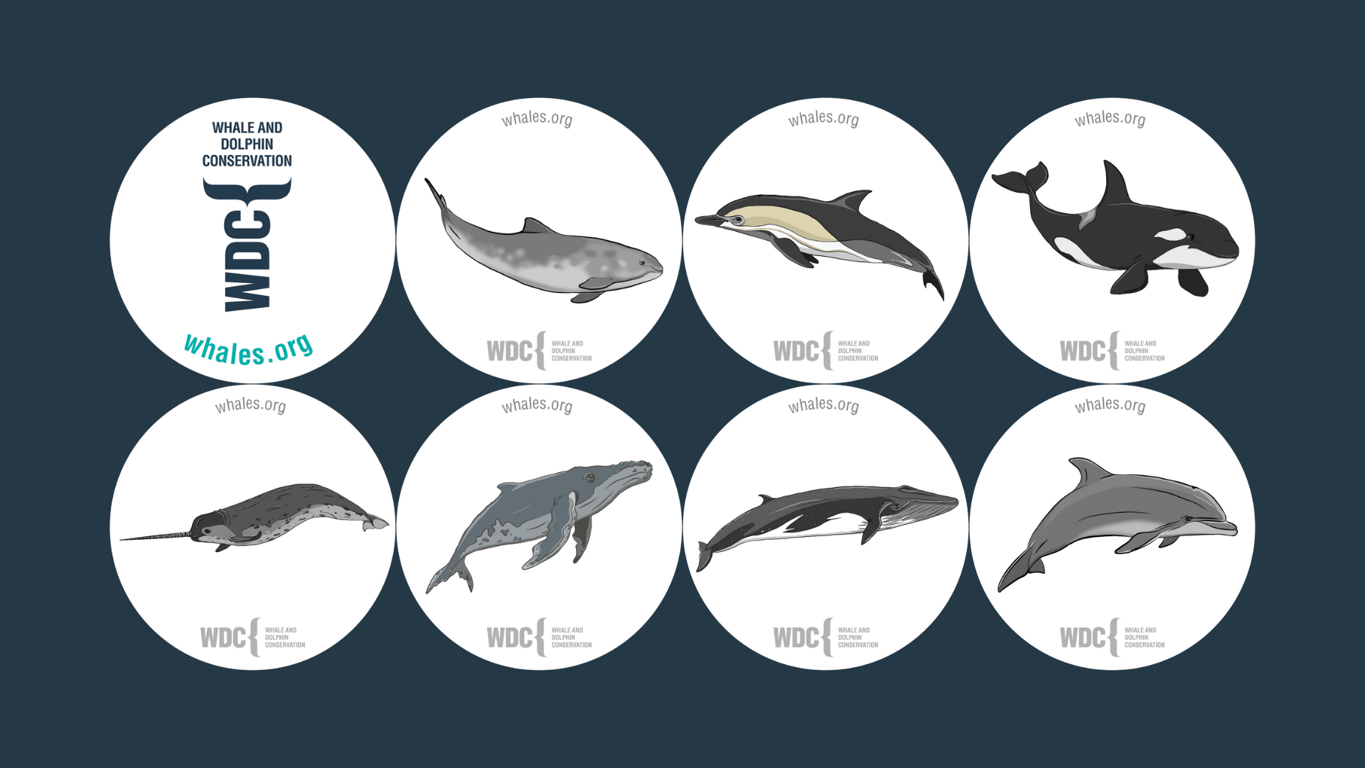 Sticker-Set "Wale und Delfine" - Whale and Dolphin Conservation Deutschland