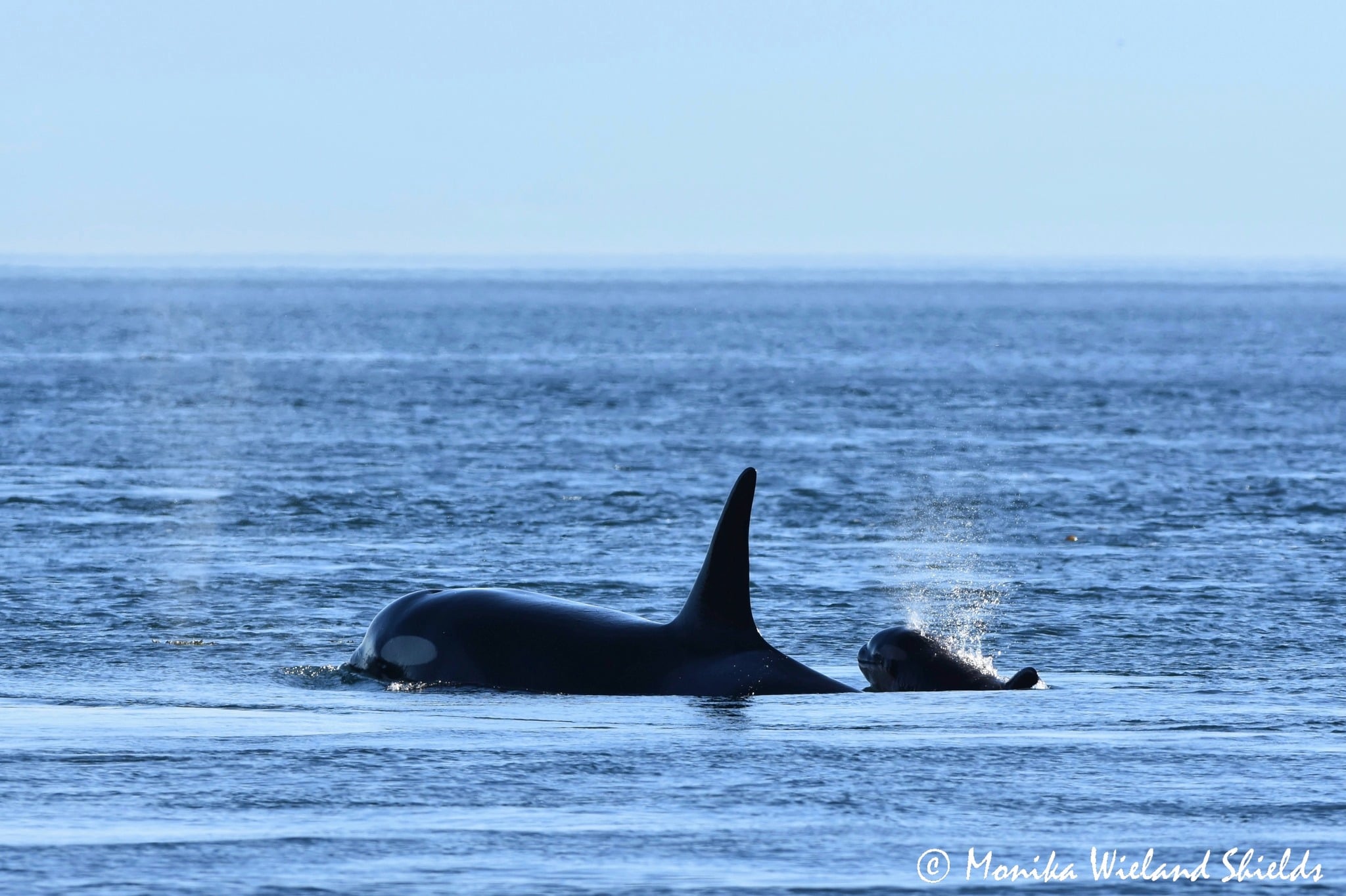 Nachwuchs bei den Southern Resident Orcas | WDC Deutschland