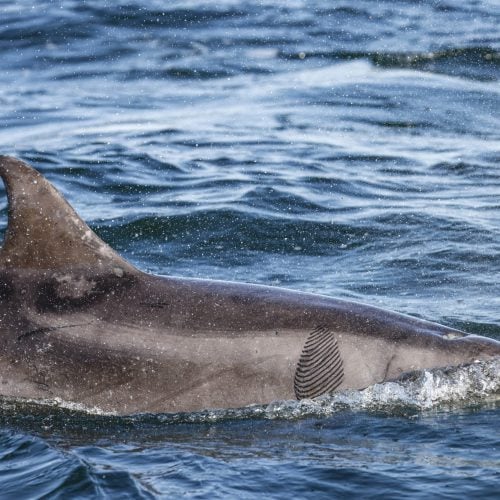 Delfinbeobachtung in Schottland | WDC Deutschland