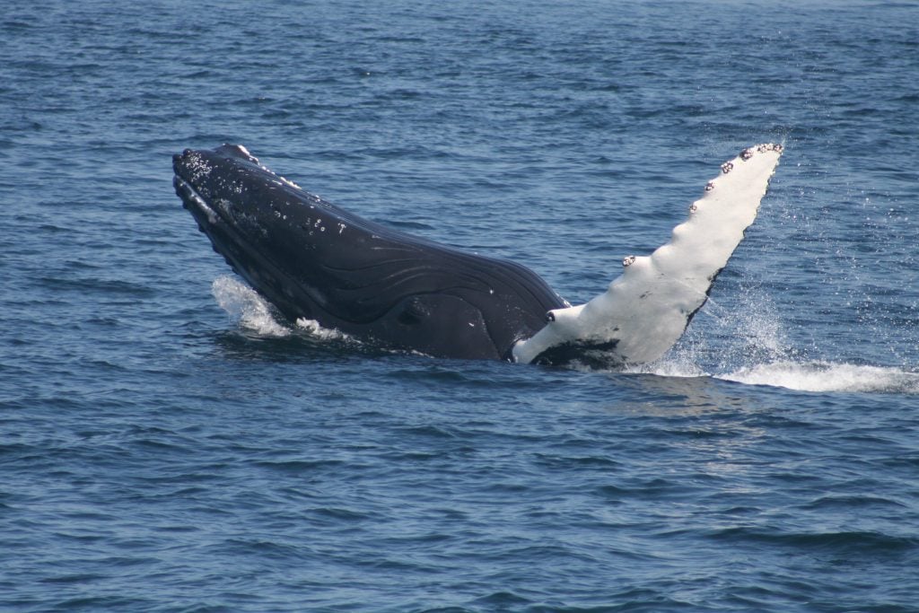 Buckelwal in der Ostsee gesichtet | WDC Deutschland