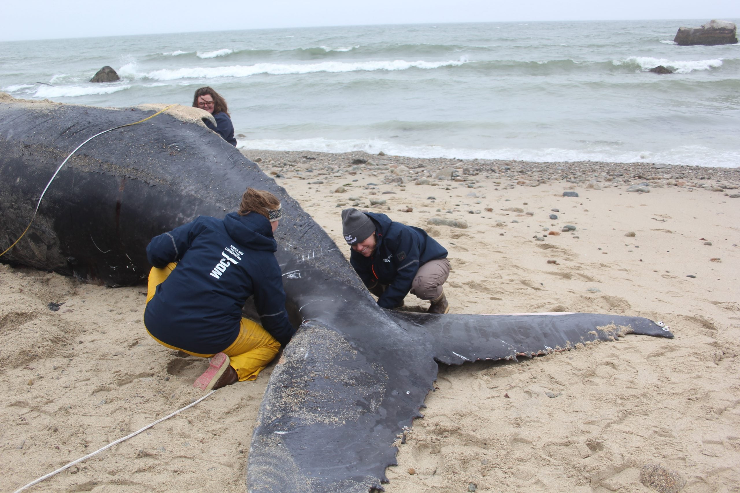 Buckelwal in der Ostsee − Rettungseinsatz in der Lübecker Bucht - Whale ...