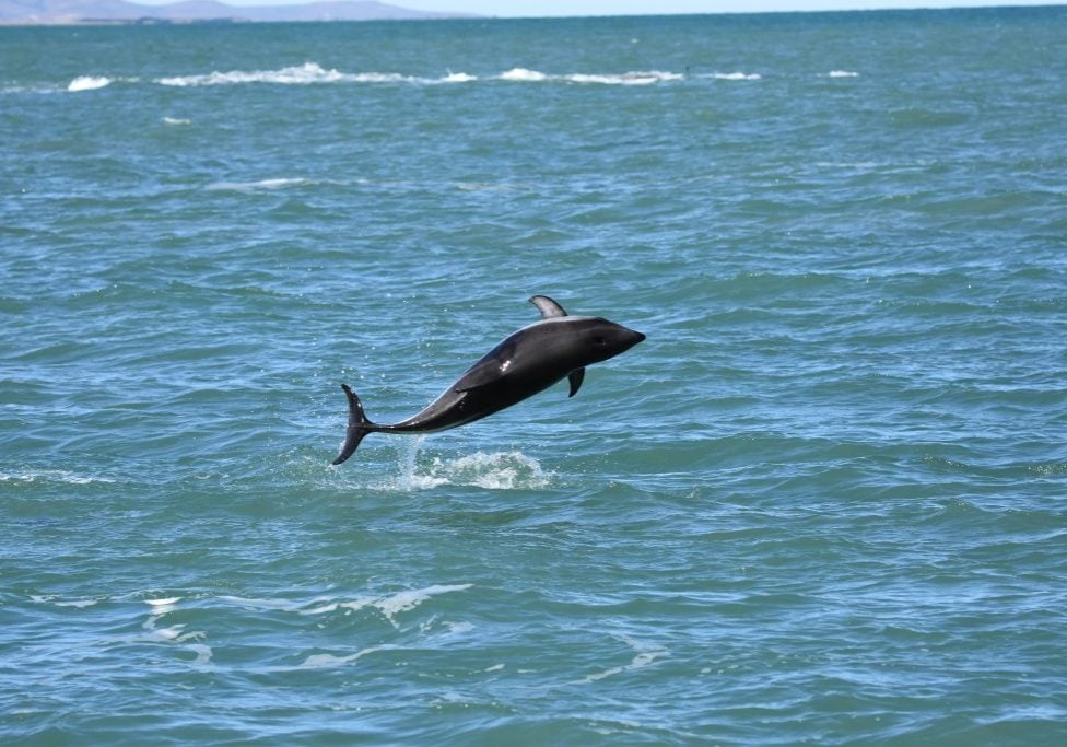 Delfinbeobachtung in Schottland | WDC Deutschland