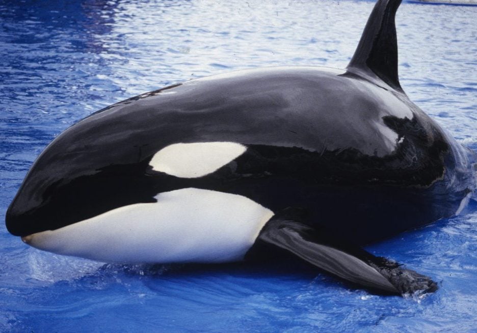 Orca Keto im Loro Parque verstorben | WDC Deutschland